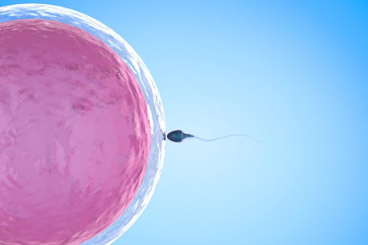 IUI Timeline | Intrauterine Insemination Cycle Calendar